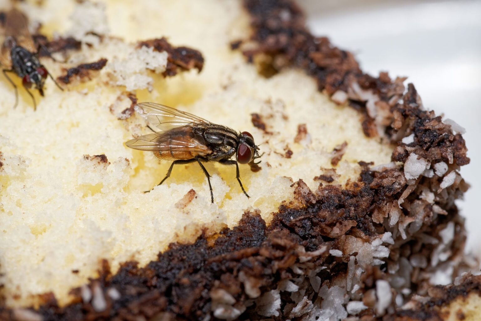 Quando uma mosca pousar na sua comida...